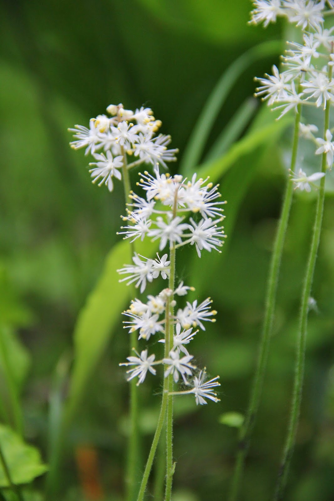 Isabella Conservation District Environmental Education Program ...
