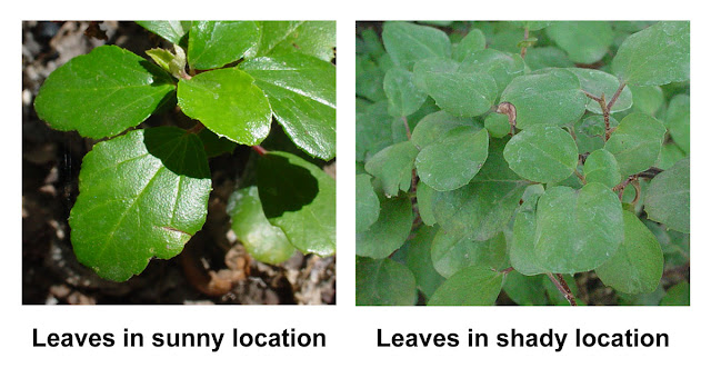 Mother Nature's Backyard - A Water-wise Garden: Plant of the Month ...