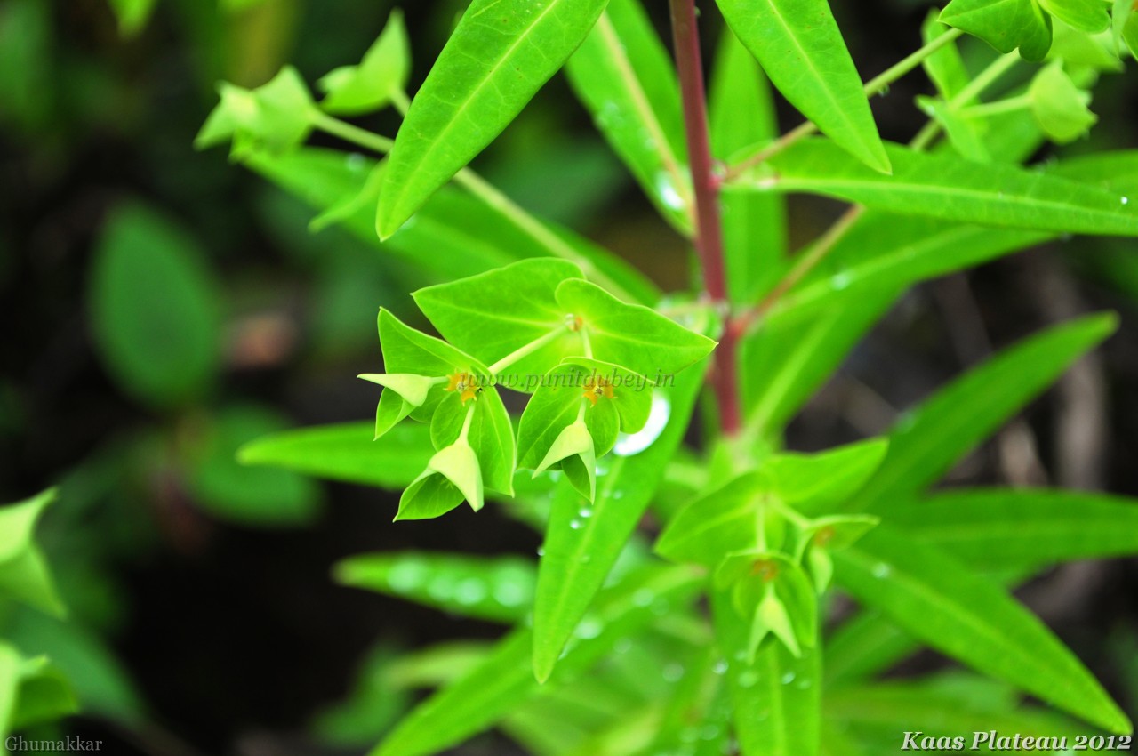Kaas Plateau: Maharashtra’s own Valley of Flower