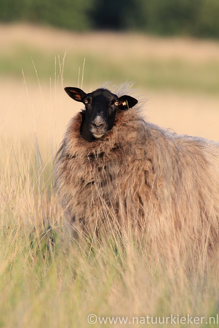 Schapen op de Drentse hei en in een potje