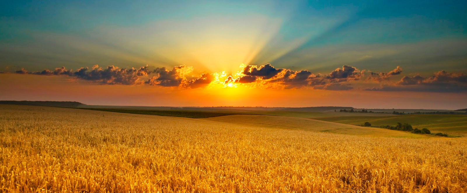 Escritora Daniela Teófilo : O trigal