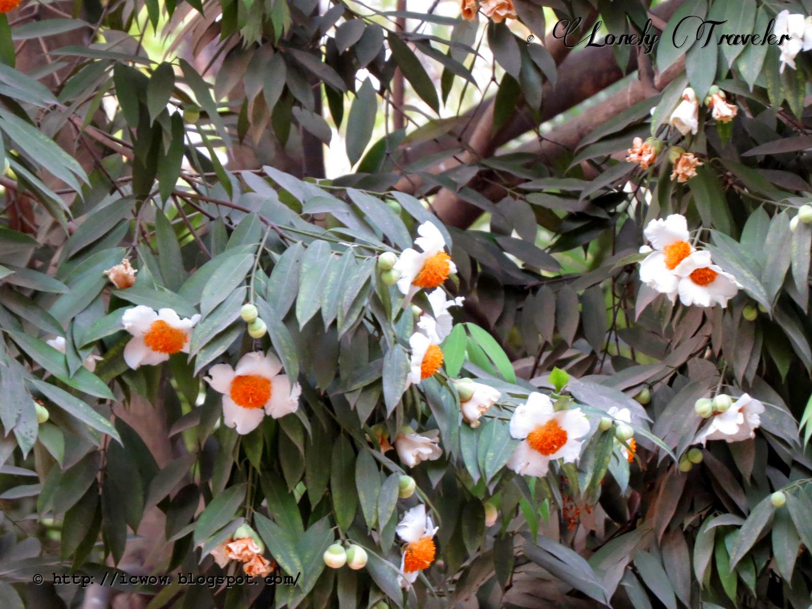 Nagesshor ful (নাগেশ্বর ফুল) - Mesua ferrea