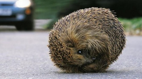 Mutlu Patilerr: Kirpiler Hakkında Bilmediğiniz İlginç Bilgiler