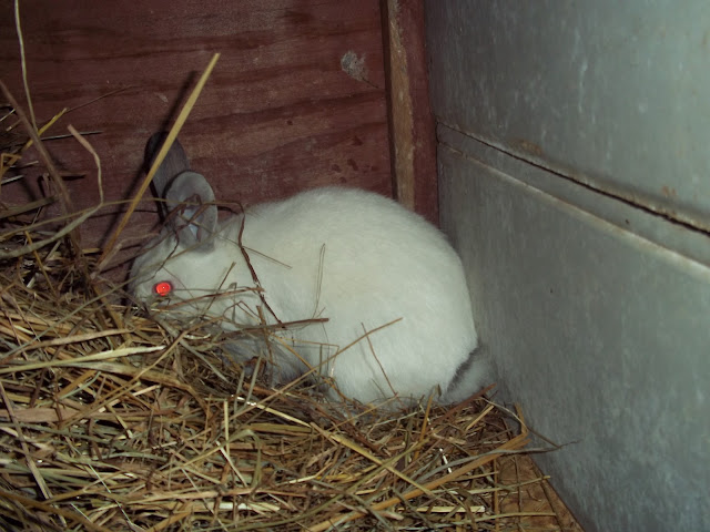 The Luna Acres Homestead: meet the very first additions to our farm