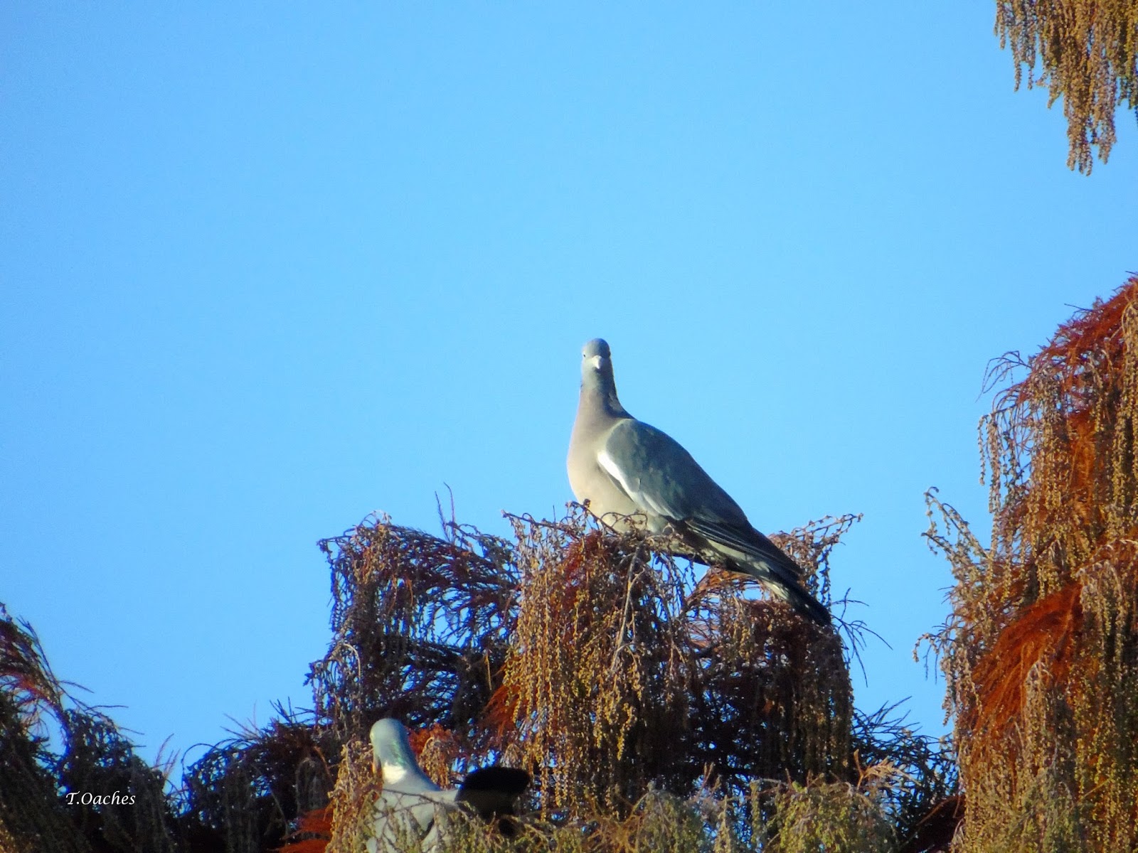 PASARI DIN ROMANIA: PORUMBEL SALBATIC GULERAT, Columba palumbus