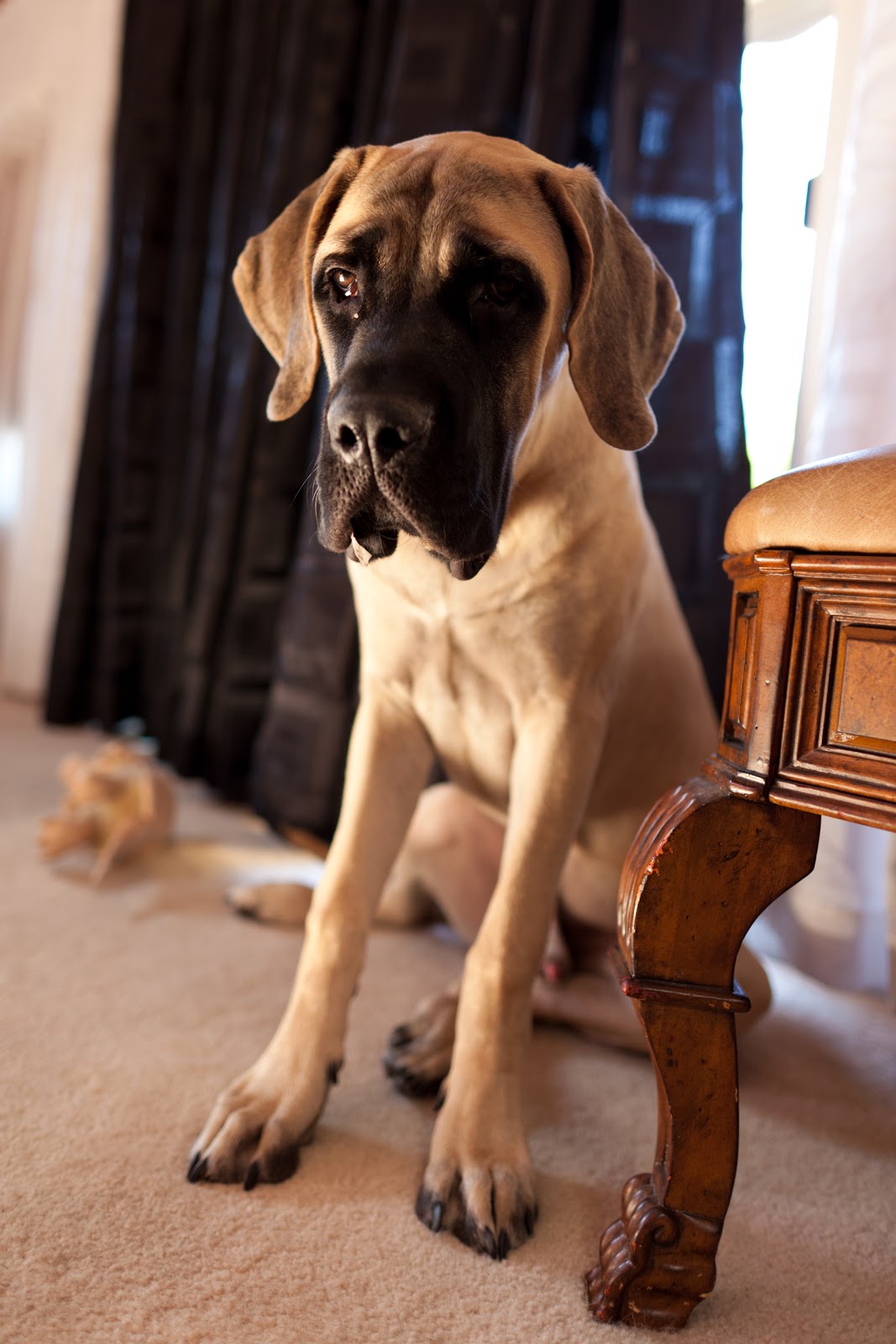 Let Sleeping Dogs Lie: The Mastiff: Dog Breed Post #2