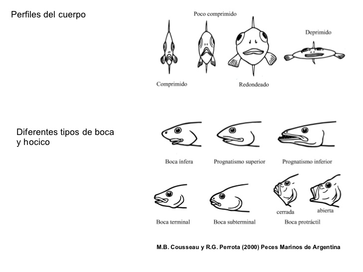 Info animales: DIENTES DE PECES ÓSEOS