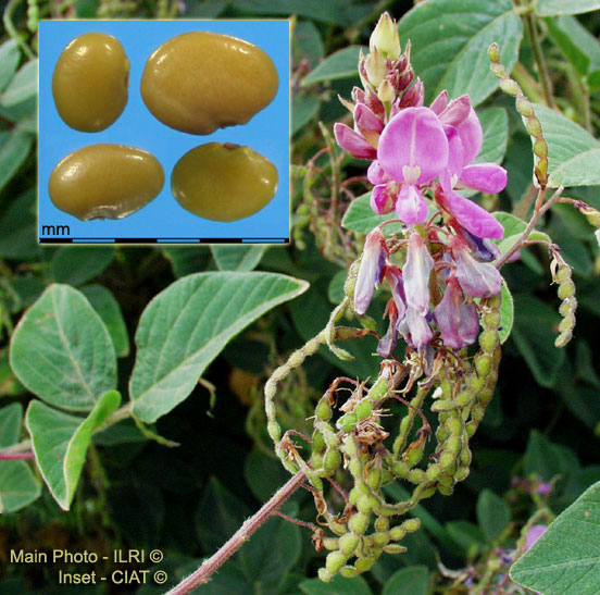 PLANT FAMILIES OF PUERTO RICO AND FLORIDA PAPO VIVES: FABACEAE ...