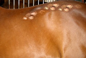 Horse Life and Love: All About ... Ringworm