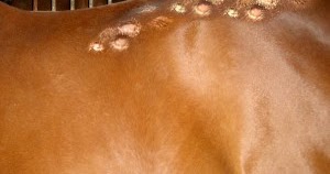 Horse Life and Love: All About ... Ringworm