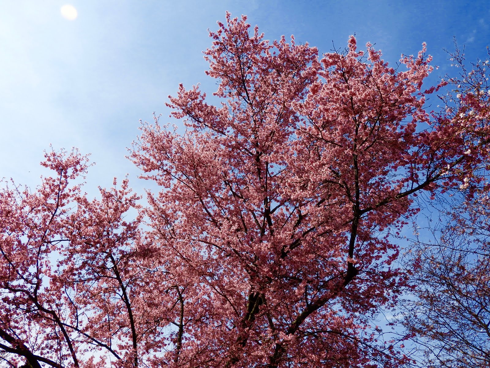 It's All About Purple: Cherry Blossom Festival