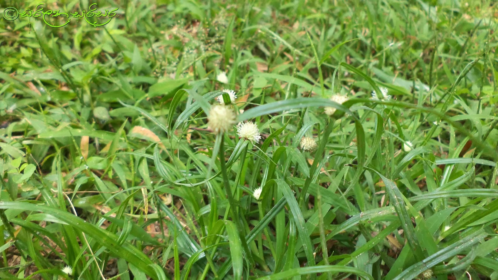 Trees and Plants of Sri Lanka: කළාඳුරු - Kalanduru