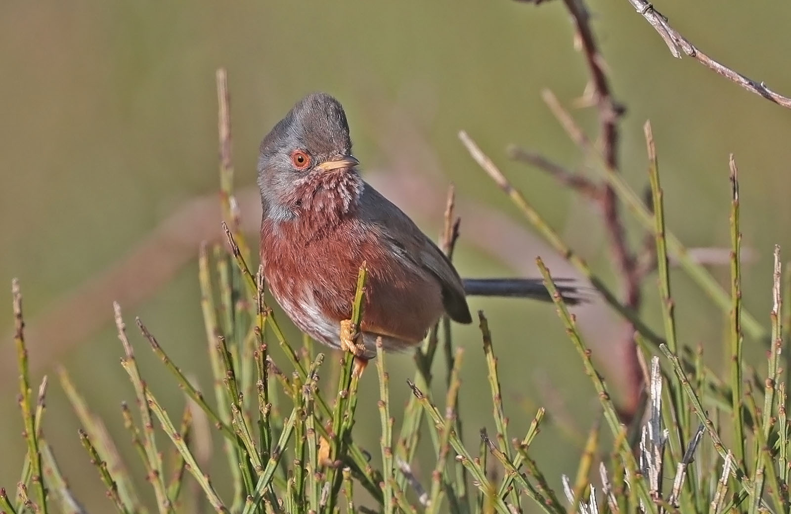 PLODDINGBIRDER: Dartford Warbler!