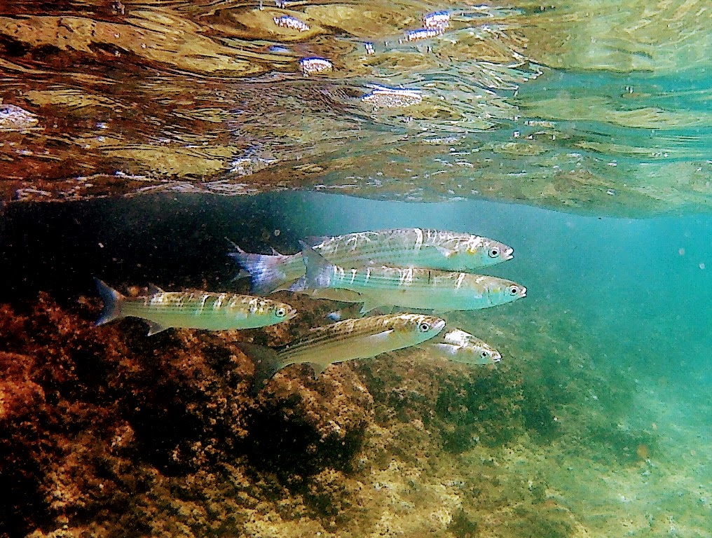 Calugas en la platja del Miracle | Tarragona