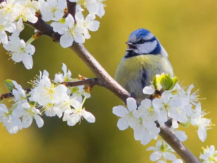 Los pajaritos que cantan igual: Un montón de pajaritos de colores