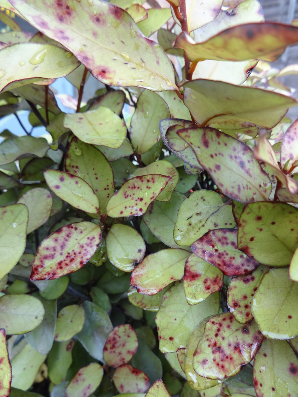 Herbs from Distant Lands: Pseudowintera colorata - Horopito, New ...