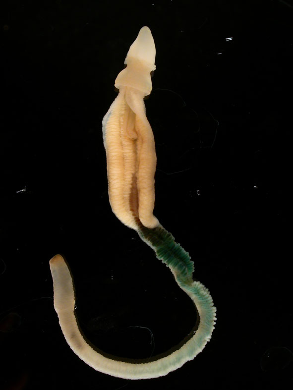 Balanoglossus ~ Everything You Need to Know with Photos | Videos