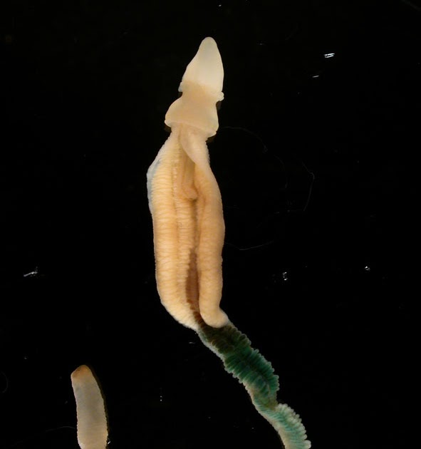 Nonchordates And Chordates - Biodiversity Of Animals: (SUB)PHYLUM ...