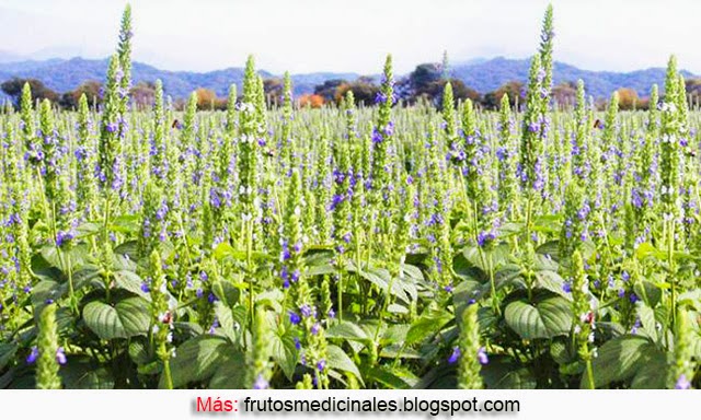 SEMILLA DE CHIA: BENEFICIOS Y PRECAUCIONES : FRUTOS MEDICINALES PLANTAS ...