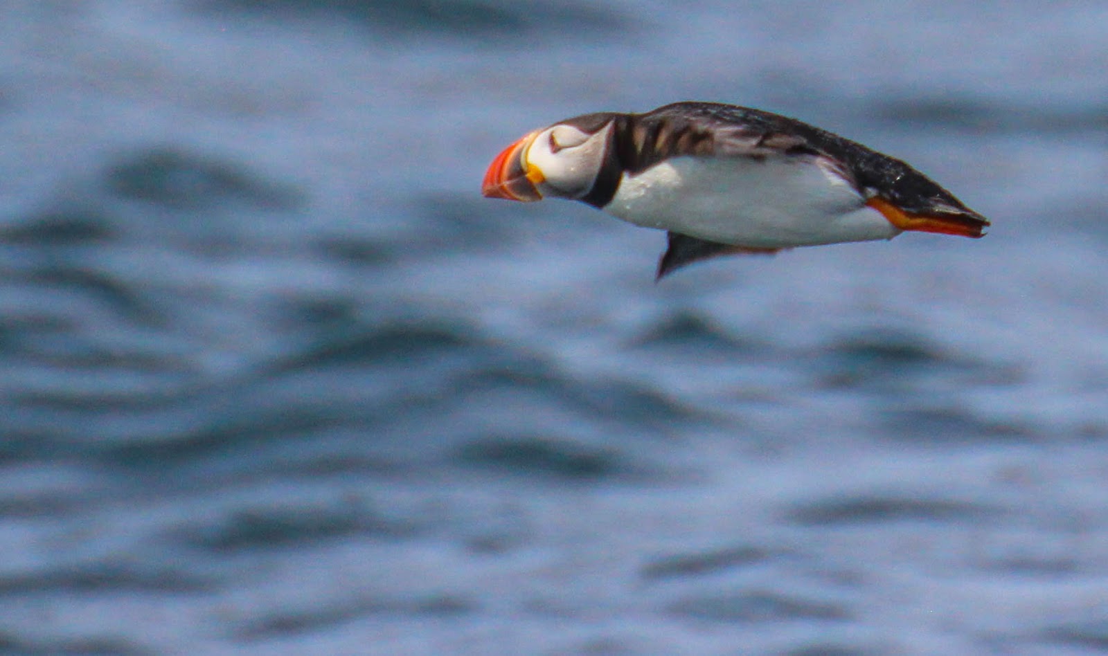 Cannundrums: Atlantic Puffin