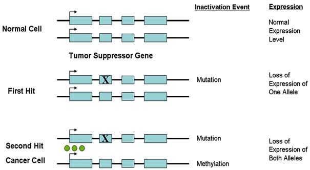 EXAMS AND ME : Knudson: Two Hit Hypothesis