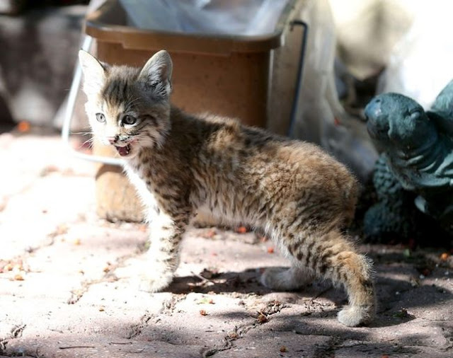 White Wolf : Adorable Baby Bobcats Make Surprise Visit To Calgary Home