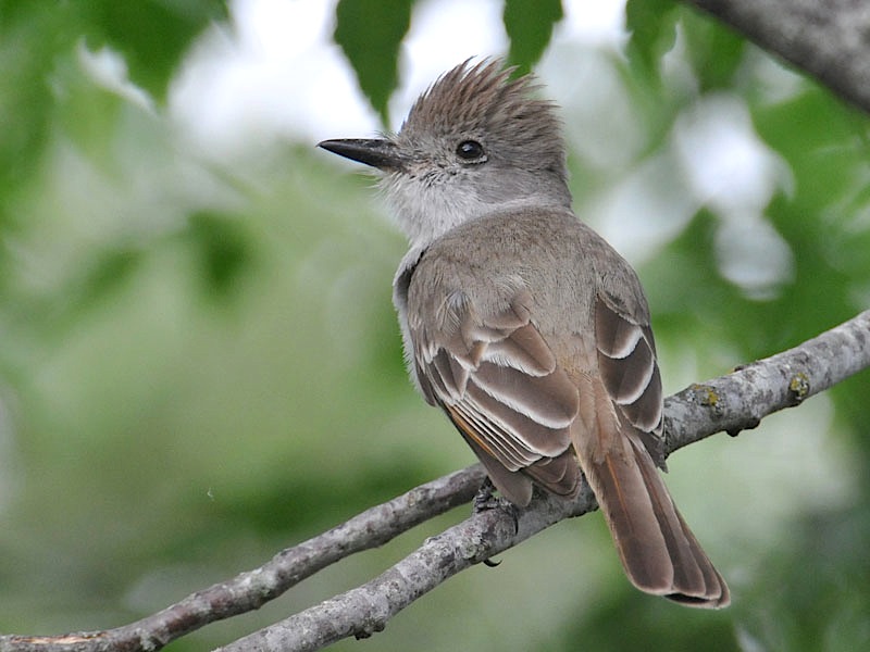 Nature Cameos: Some Large American Flycatchers