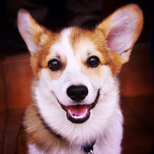 Pembroke Welsh Corgi Mexico: Welsh Corgi Pembroke Como elegir Calidad