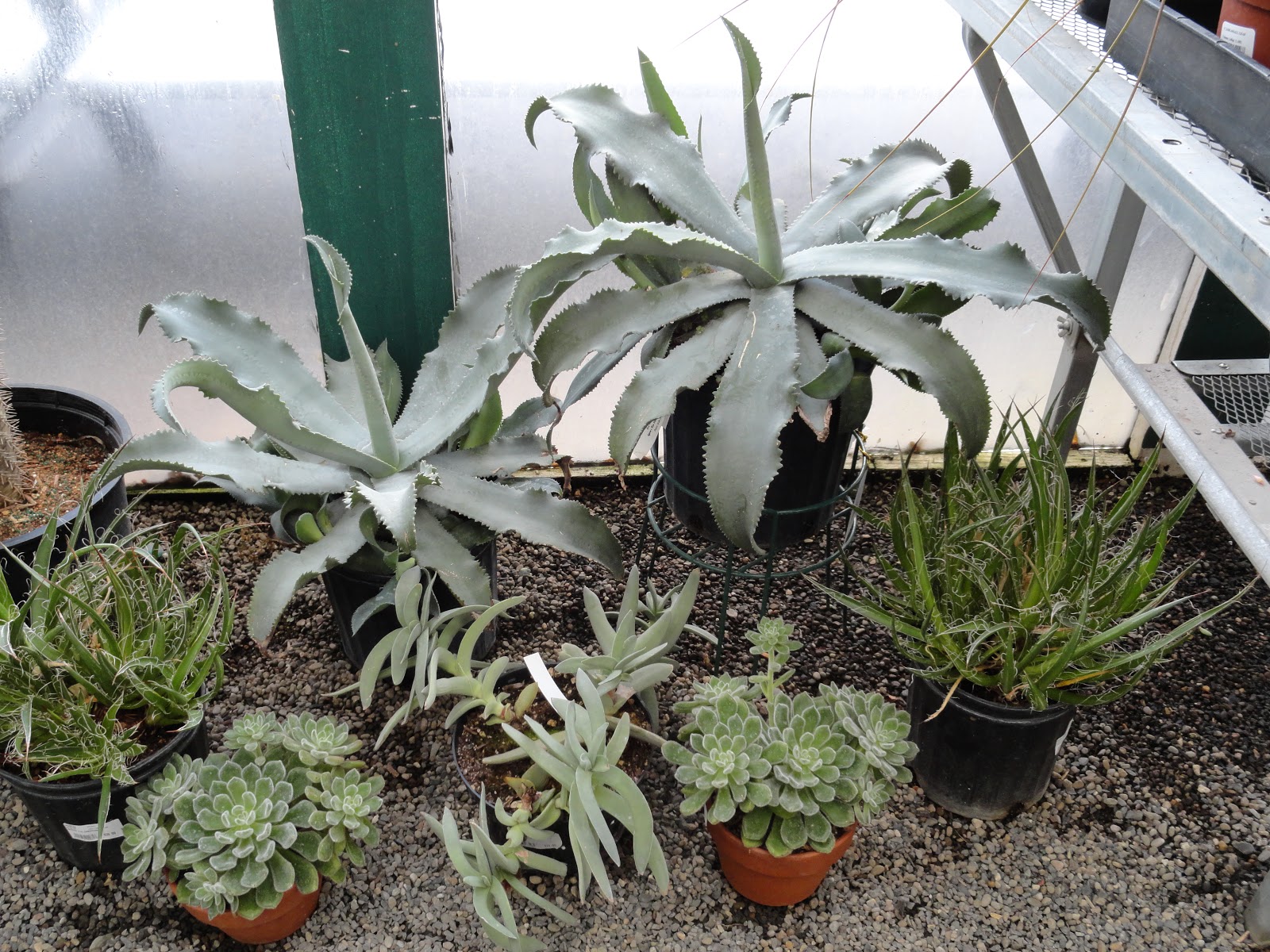 danger garden: Again with the nursery diversion…