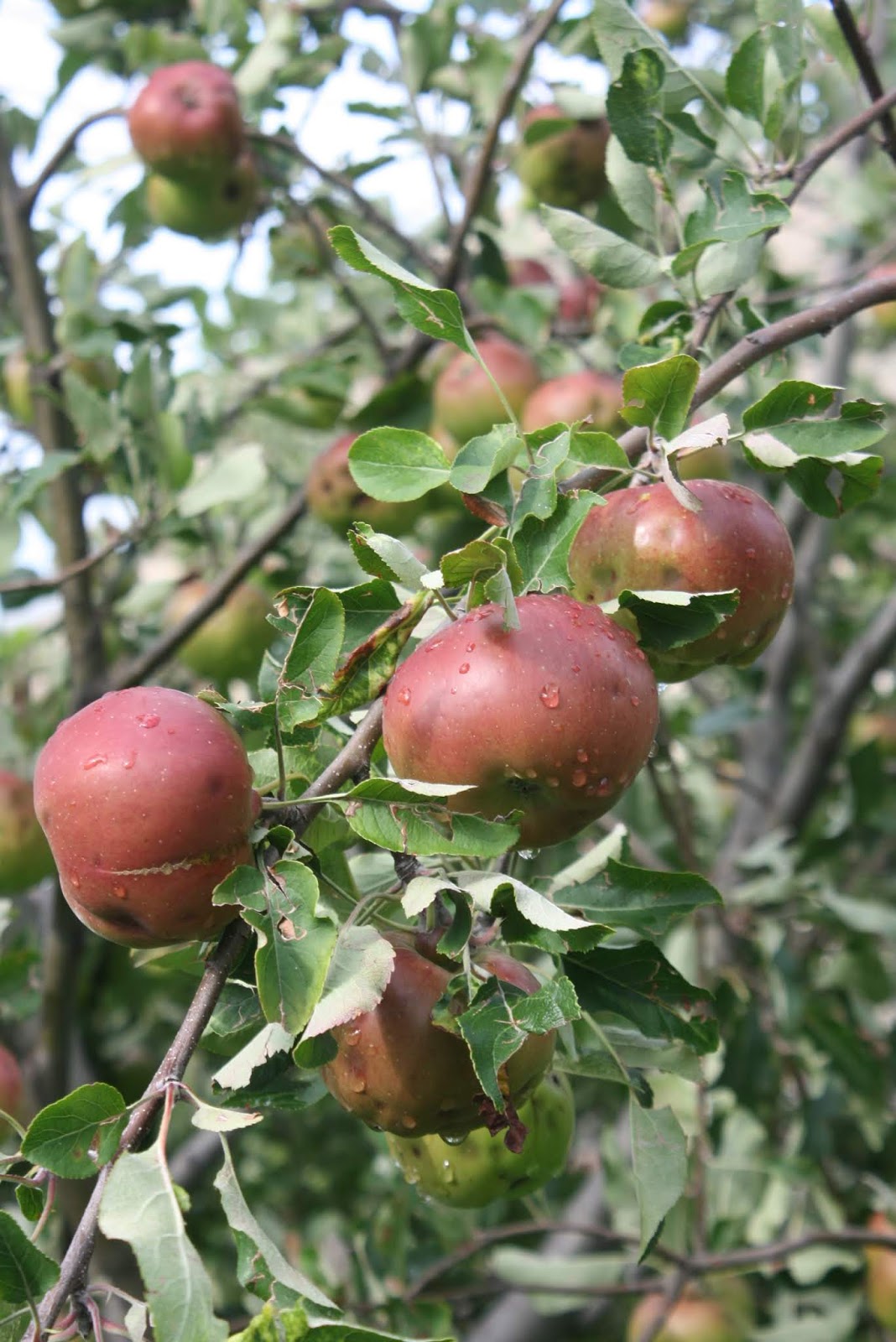 Balkan Ecology Project : Praying Mantids, Native Medicinal Plants and ...