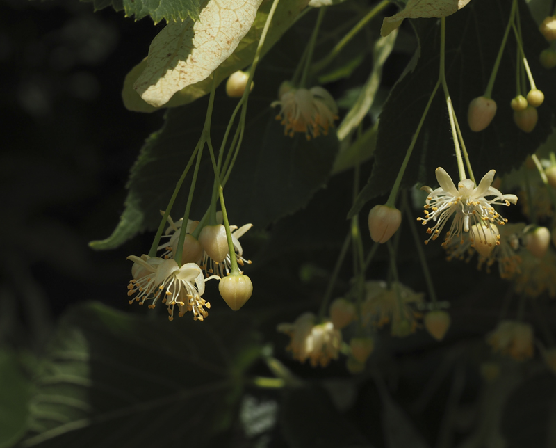 Paseos por la naturaleza: Tilia platyphyllos. Tilo de hoja grande.