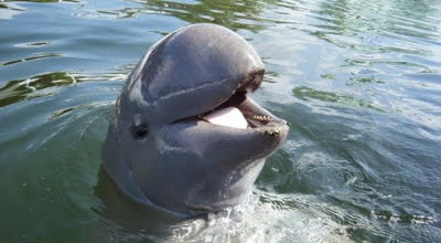 Pesut Mahakam | Student's Hard Life