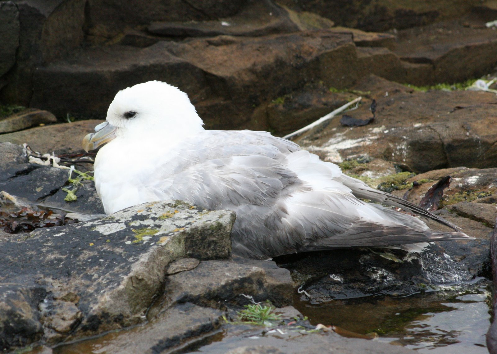 A life at the shoreline. .. by Jeff Copner : Fulmar Petrel