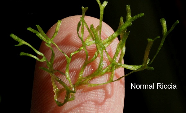 Riccia fluitans ~ The Fancy Flora