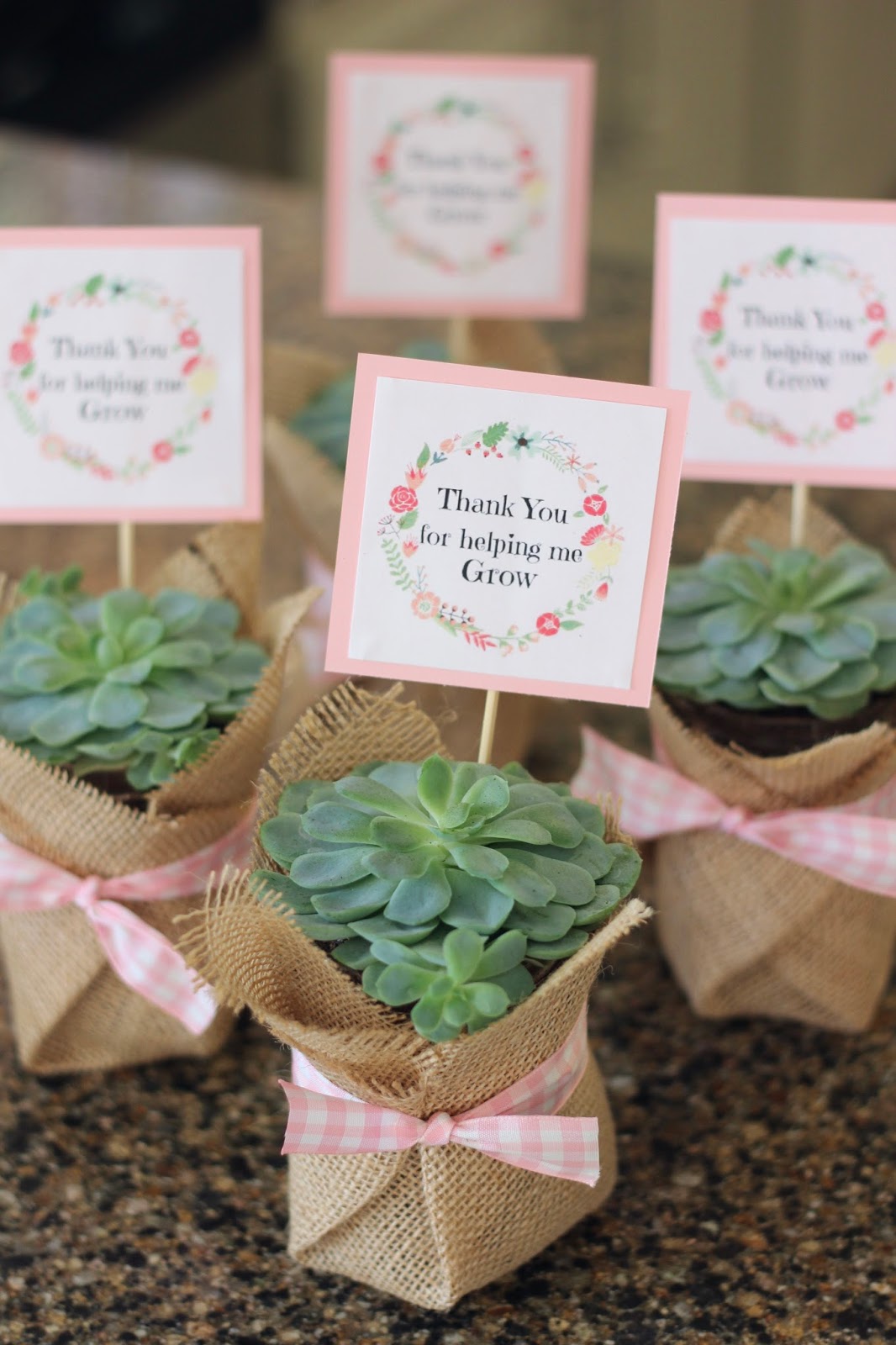 DIY Succulent Gift
