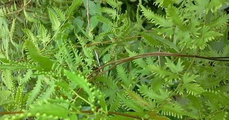 පඹ [Pamba] (Lygodium flexuosum) ~ අපේ ඔසුපැළ Medicinal Plants of Sri Lanka