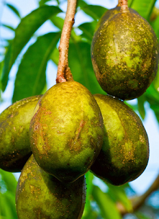 مدونة حِناء: المانجو البري Wild Mango