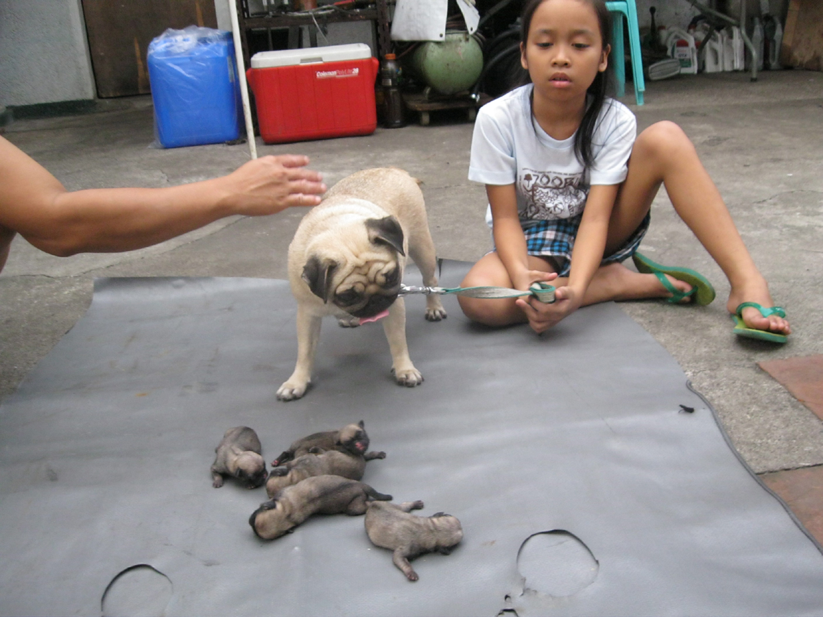 PETIZONE: PIPOY THE DYNAMO