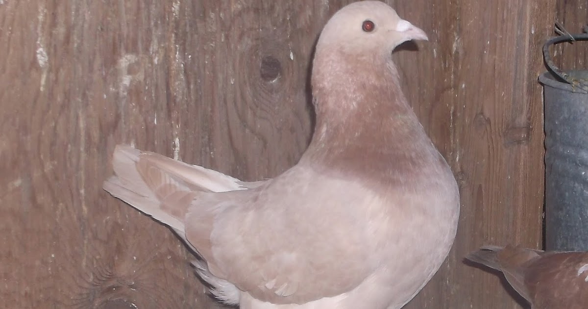 How To Raise Pigeons For Meat: My Utility Pigeons