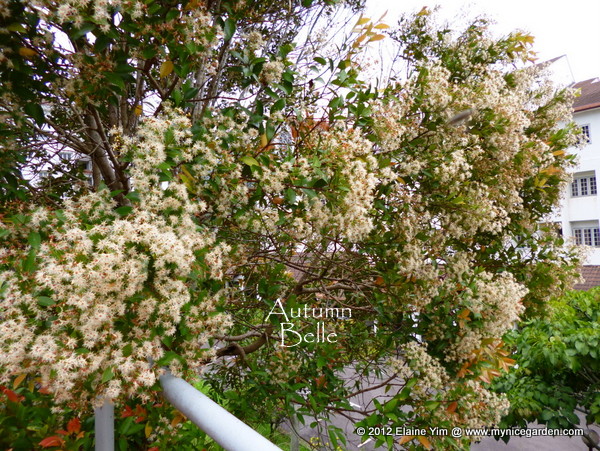 My Nice Garden: Eugenia oleina Tree - Syzygium myrtifolium