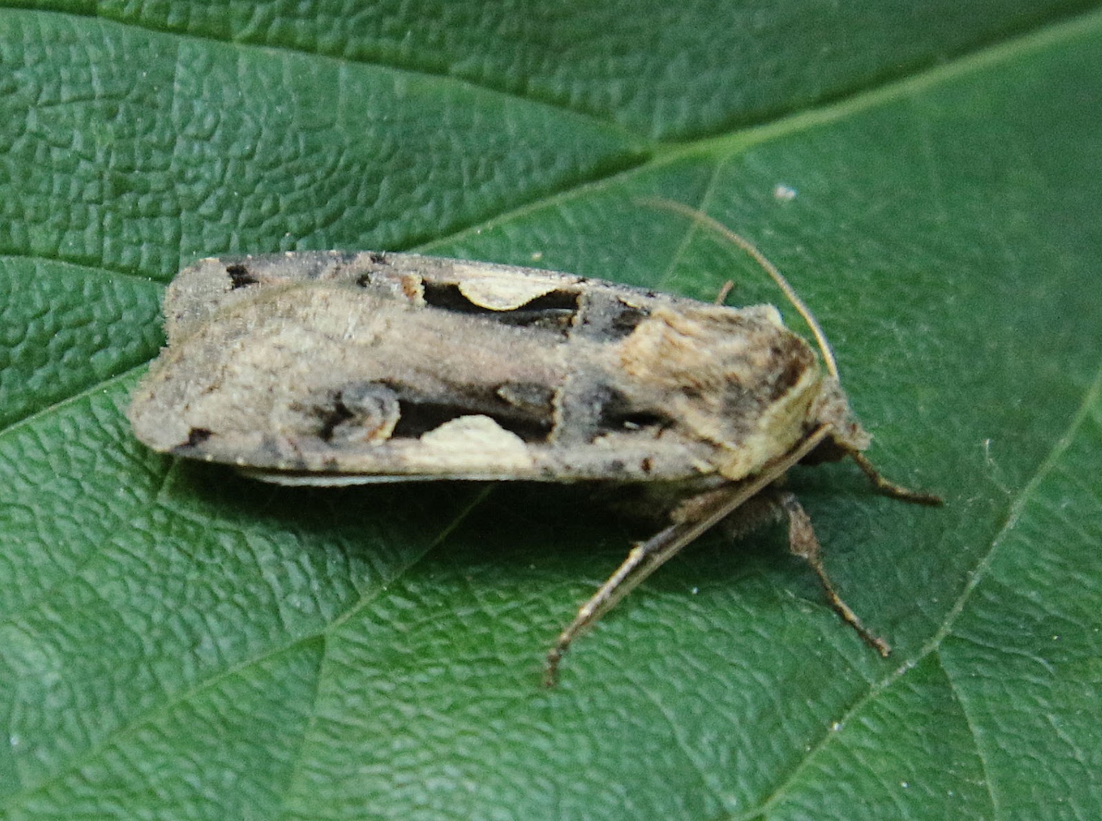 Birding with Flowers: June Moths