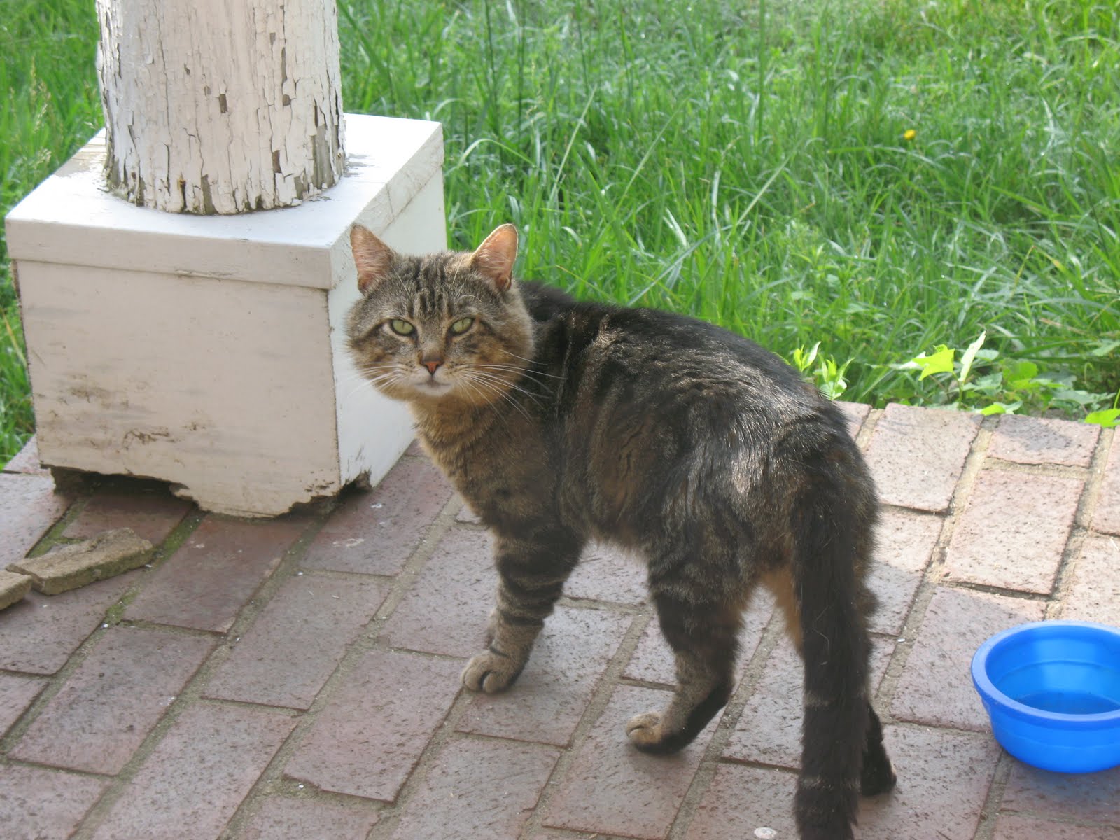 Razzberry Corner: Bob and that Lizard Tail