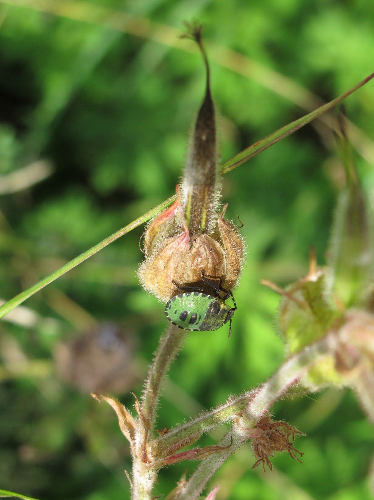 BugBlog: Bug heads