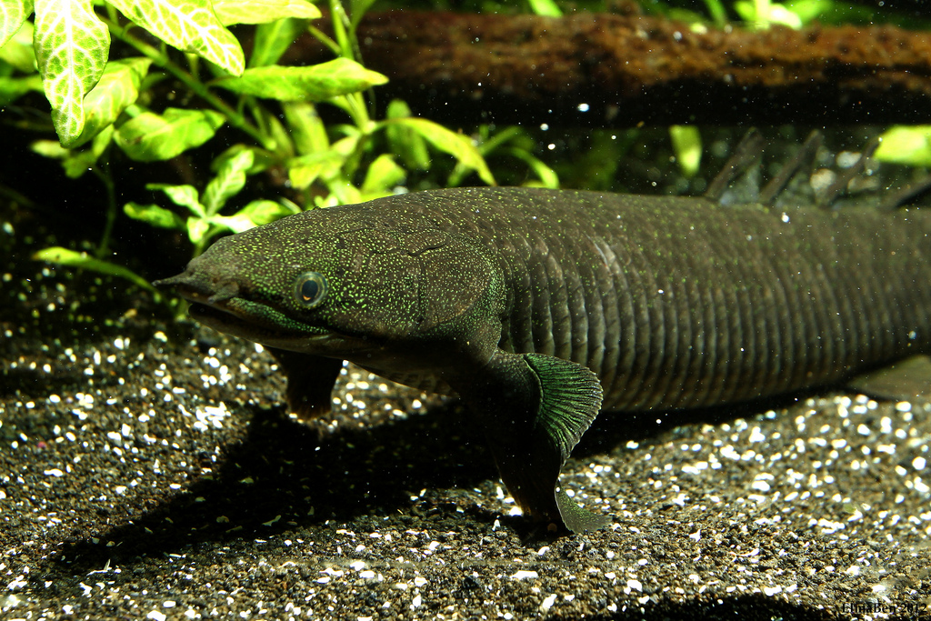 EKOGEO: JENIS IKAN HIAS AIR TAWAR MANFISH, BOTIA DAN PALMAS