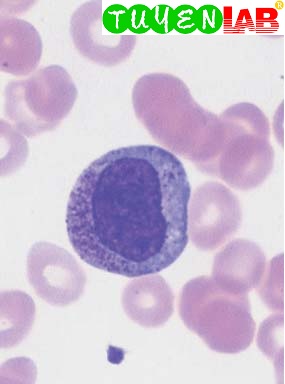 [Haematology] Normal Cells of the Blood and Hematopoietic Organs | Free ...