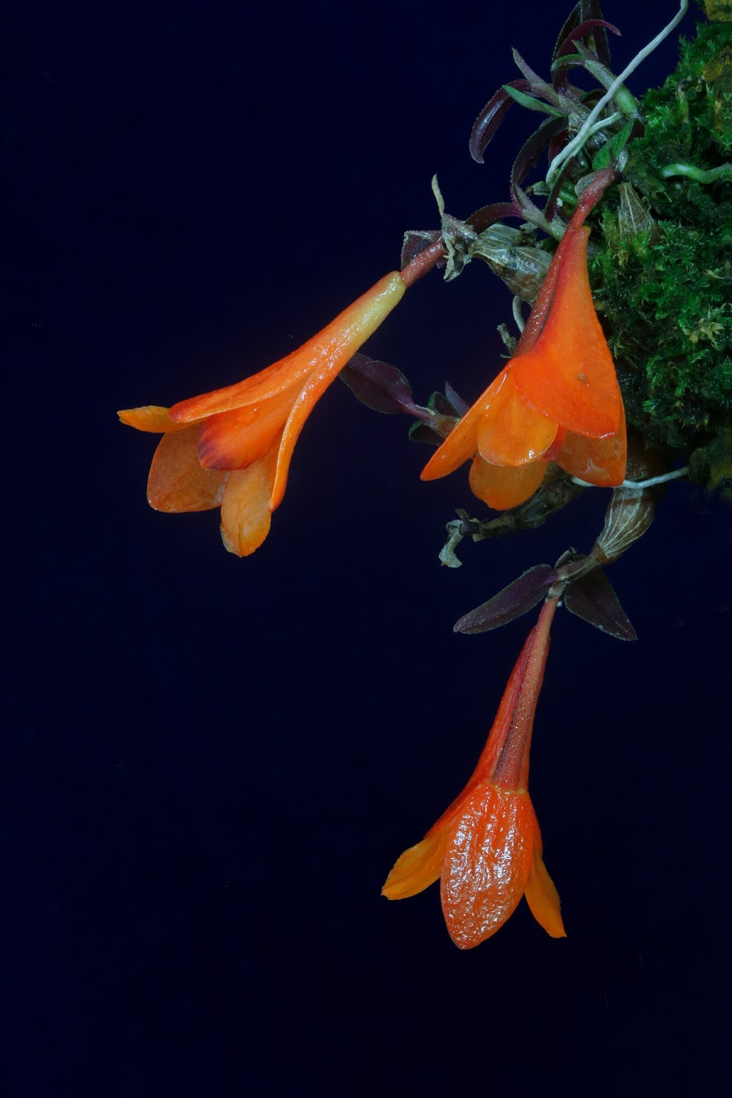 Orchids in Bloom: Dendrobium oreodoxa x cuthbertsonii