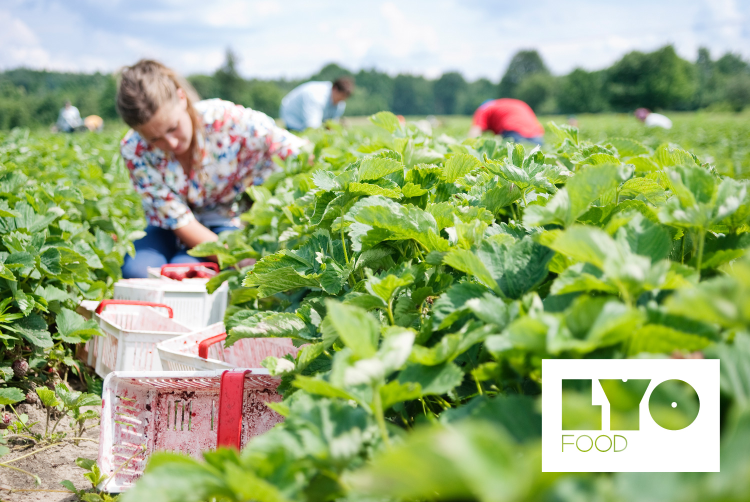 Bouldersgate: LYO FOOD