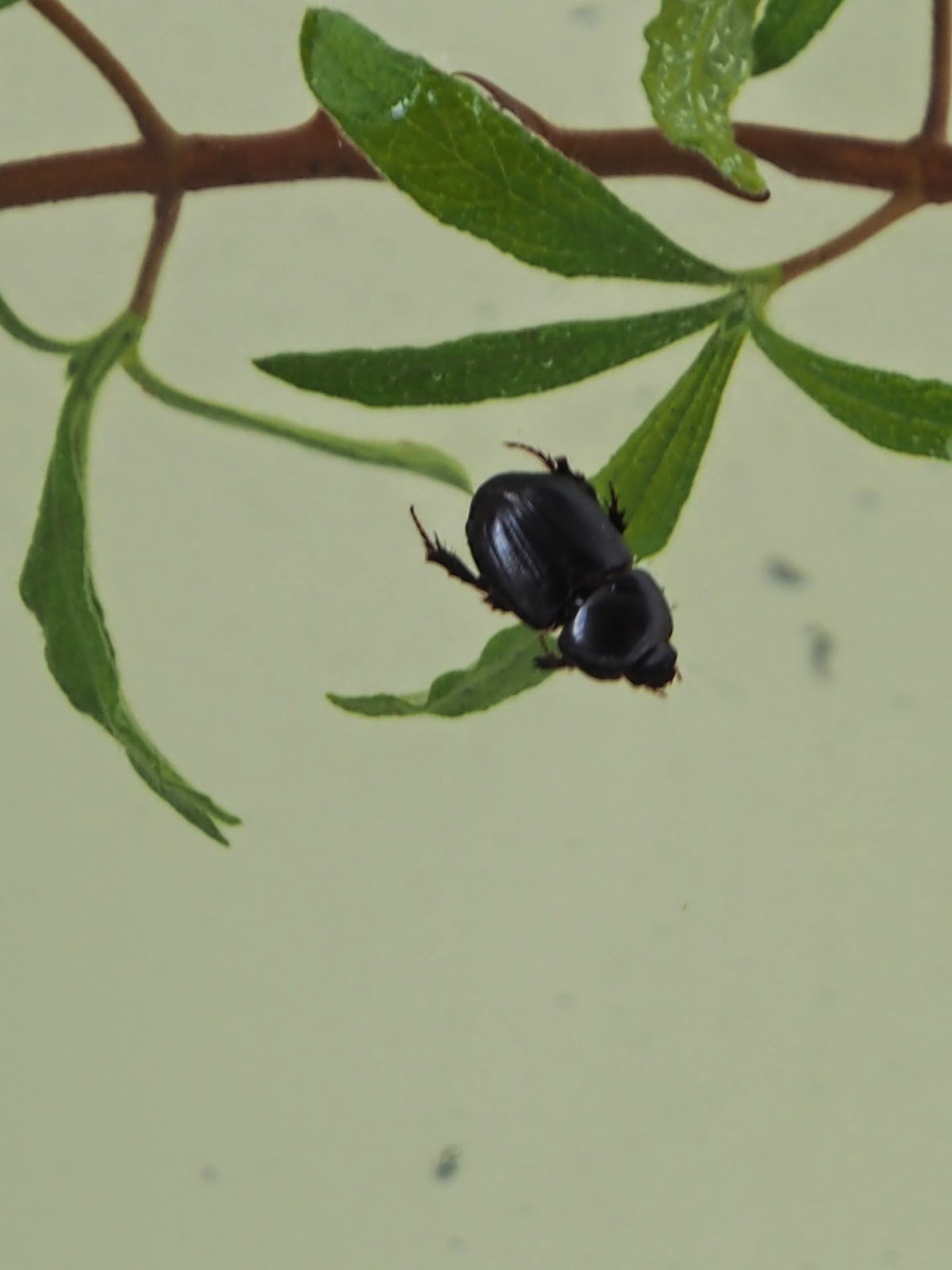 spontaneous nature photography, or ... have camera, will snap