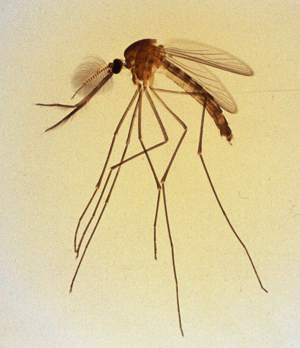 MPD 3223 : Vector and Pest Management .: Vector and Pest Management ...