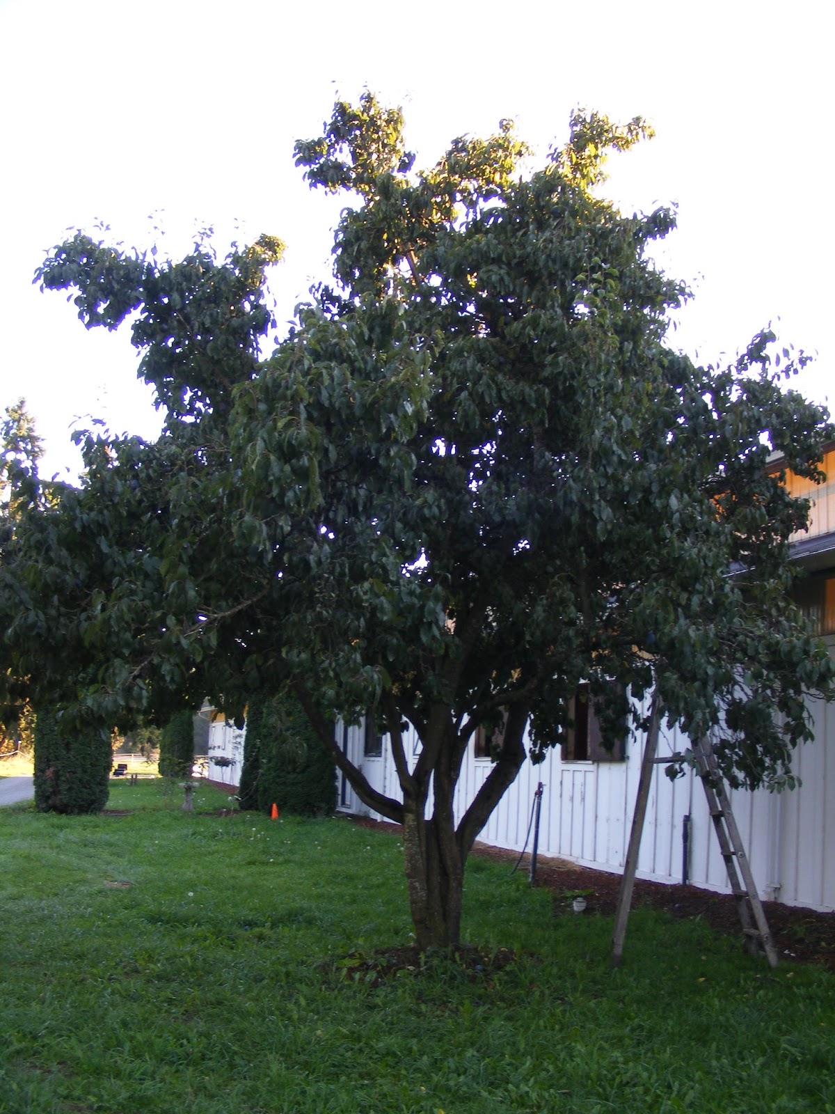 Life From Scratch: A Multitude of Prunes and Three Ways to Preserve Them